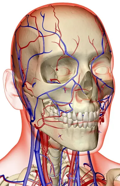 Vessels Of The Neck Anatomy