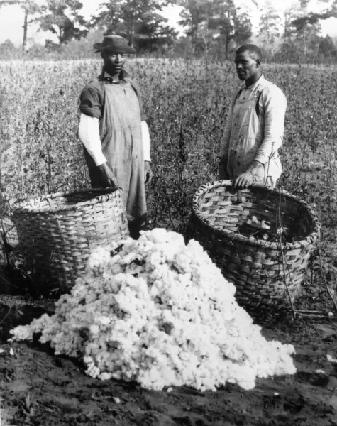 Picking Cotton South 1920s