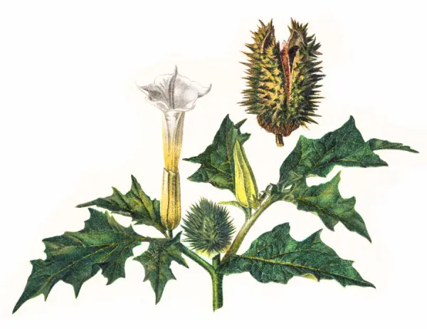 Datura Stramonium Illustration