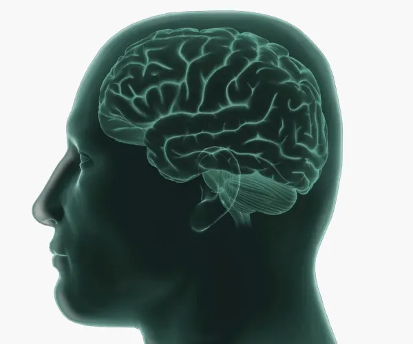 Human Head Profile With Brain