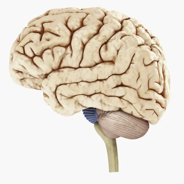 Left Side Of The Brain Diagram Versus Letters Human Brain Right And