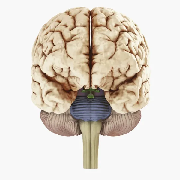 Brain Illustration Frontal