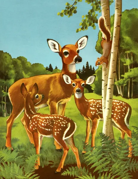 Fawn Og Doe Doe + Fawn Collection – Doe + Fawn Collection