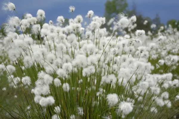 Cotton Grass