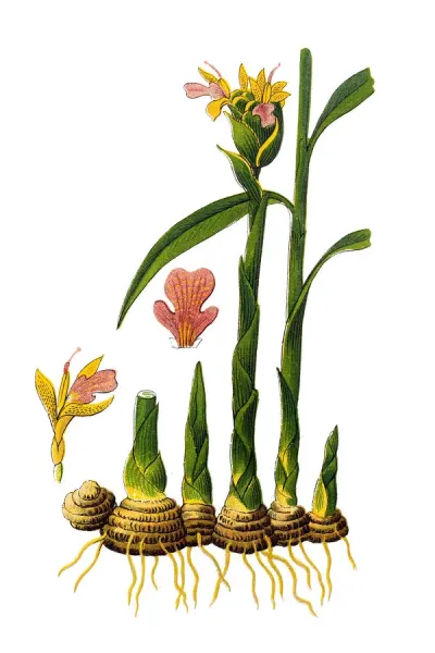 Zingiber Officinale Plant