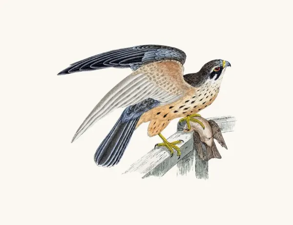 Falcon Bird Sketch