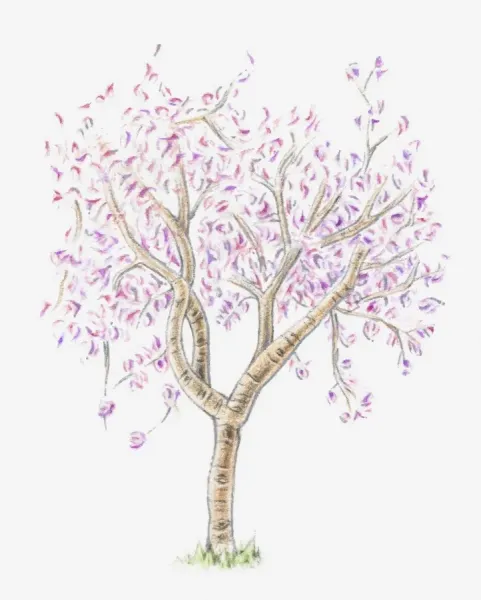 Almond Tree Drawing