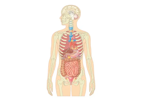 Human Female Anatomy Diagram