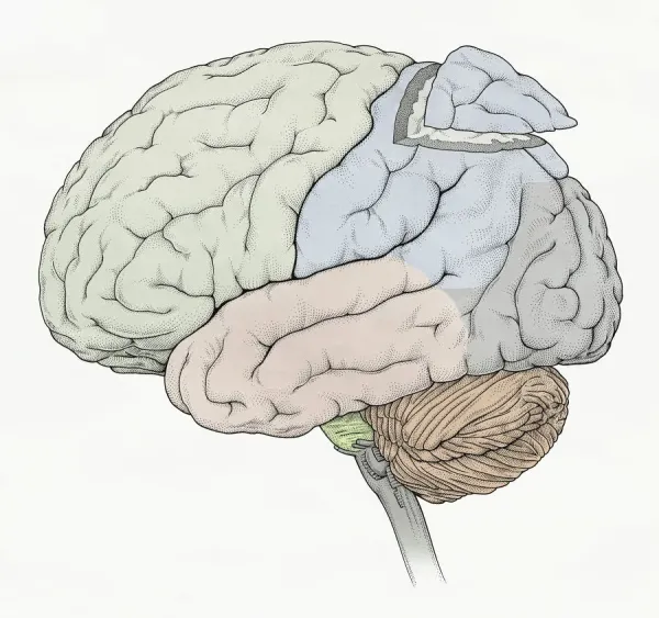 Brain Illustration Frontal