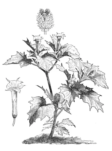 Datura Stramonium Illustration