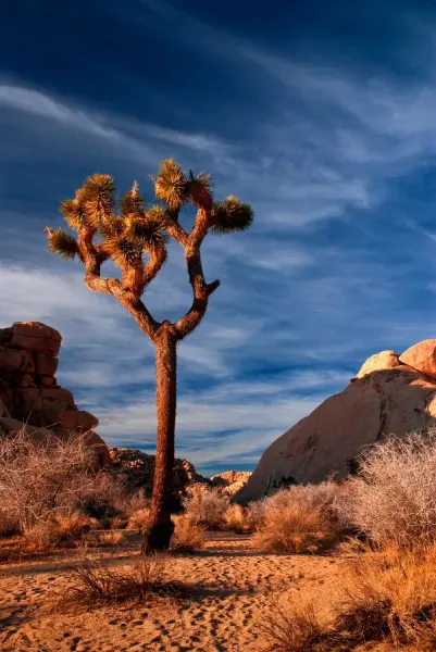 Joshua Tree Sunset Landscape