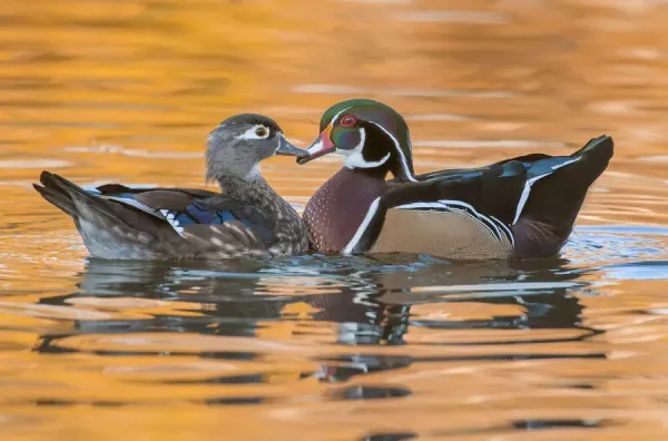 Wood Duck Female