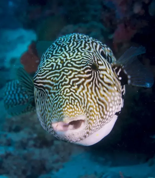 Map Puffer Fish Mappa Puffer – Ocean To You Aquariums