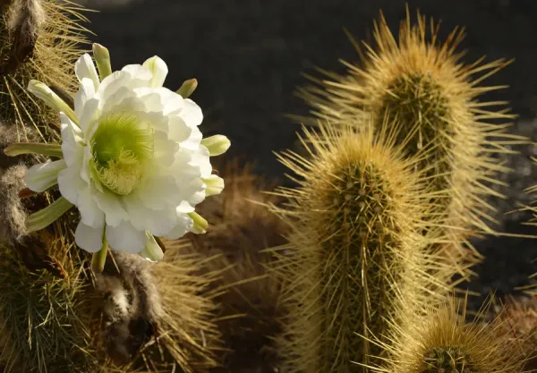 Midnight Flowering Cactus