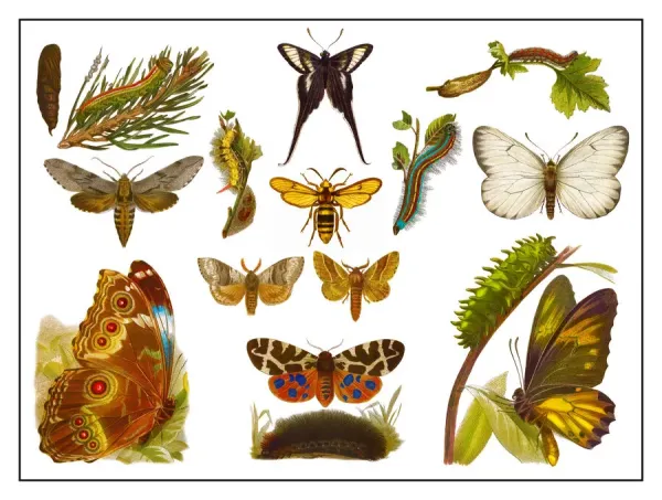 Old Lithograph Prints