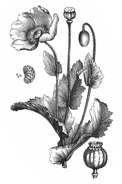Opium Plant Drawing