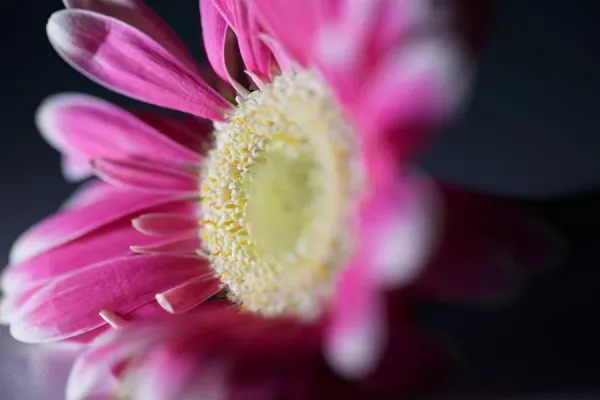 Flower Still Life Close Up