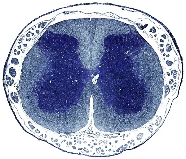 Spinal cord, LM Our beautiful Wall Art and Photo Gifts include Framed ...