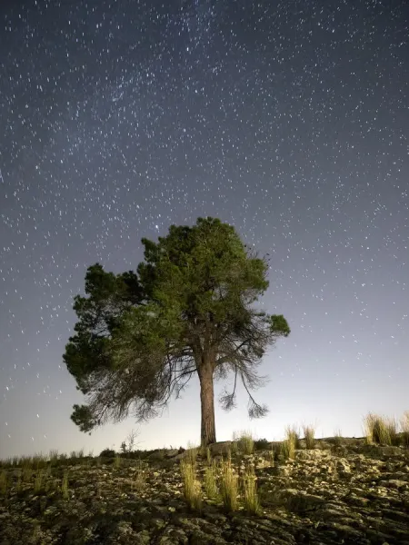 Spring Night Sky