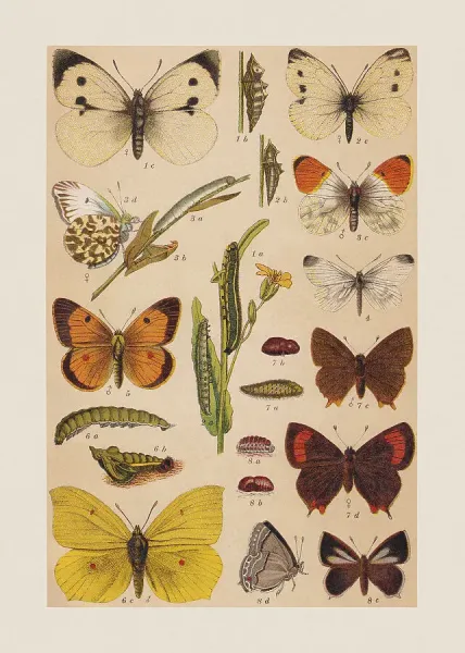 Pieridae