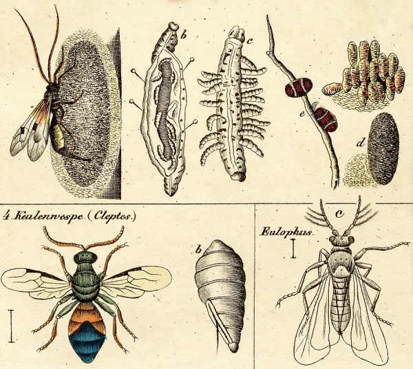 Wasp Scientific Illustration 6,000+ Wasp Drawings Stock Illustrations,