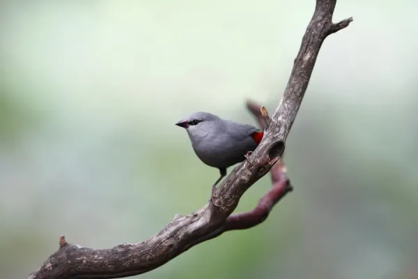 Lavender Waxbill