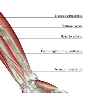 Bicep Muscles Anatomy