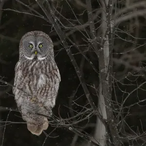 Great Grey Owl Perch Our beautiful pictures are available as Framed ...
