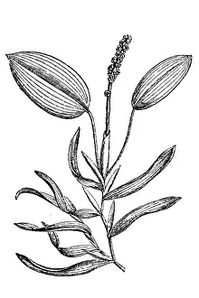 Pondweed Clipart Free
